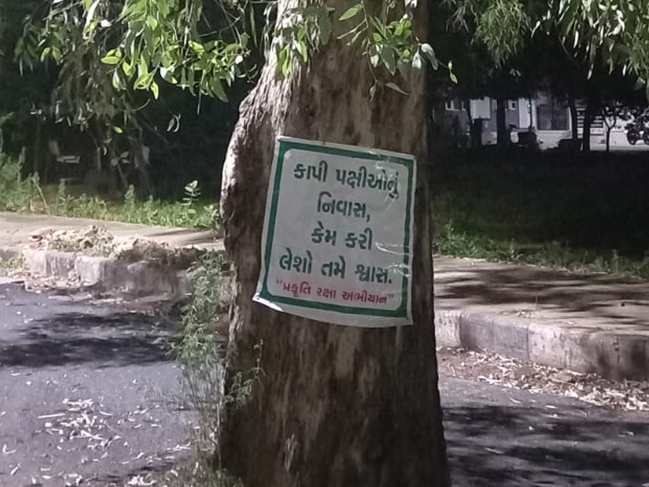 Night felling movement of trees after converting the sector's approach ...