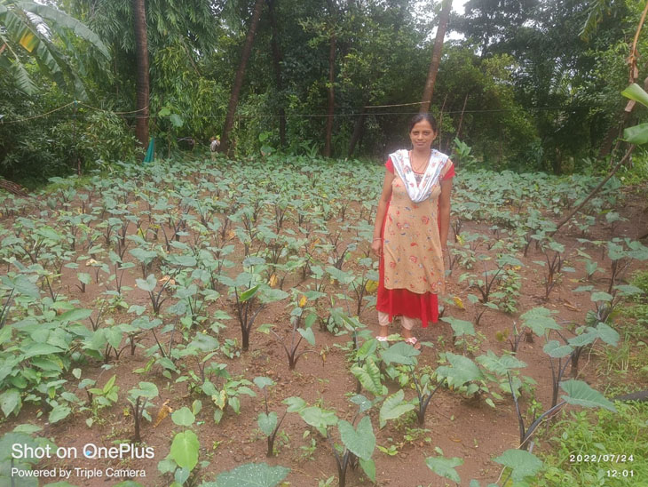 In Vapi, 40 farmers started cultivation of turmeric, ginger and arvi as intercrops | નવતર પ્રયોગ ...