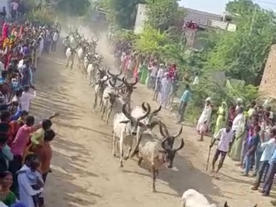 Continuing the age-old tradition of running cows in Sami Dhdhana, the ...