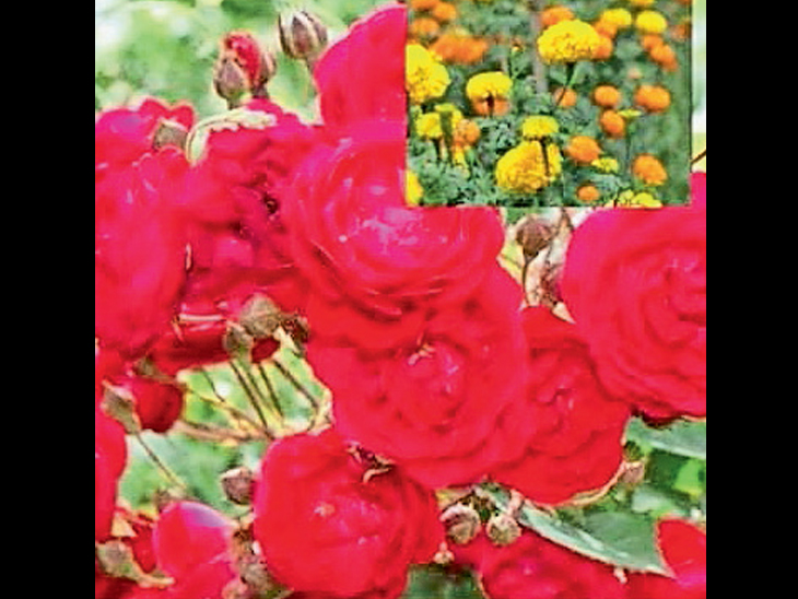 A farmer cultivated galgota, rose in 1 bigha and got a yield of Rs 1 ...