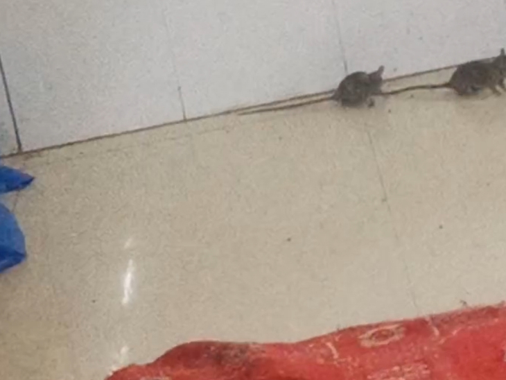 Rats are running rampant in Dharampur's government hospital | તંત્ર ...