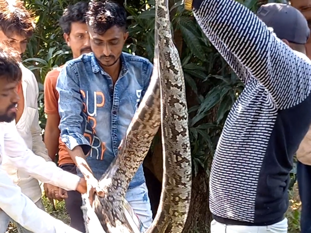 In summer, farmers and laborers face fear when pythons appear while ...