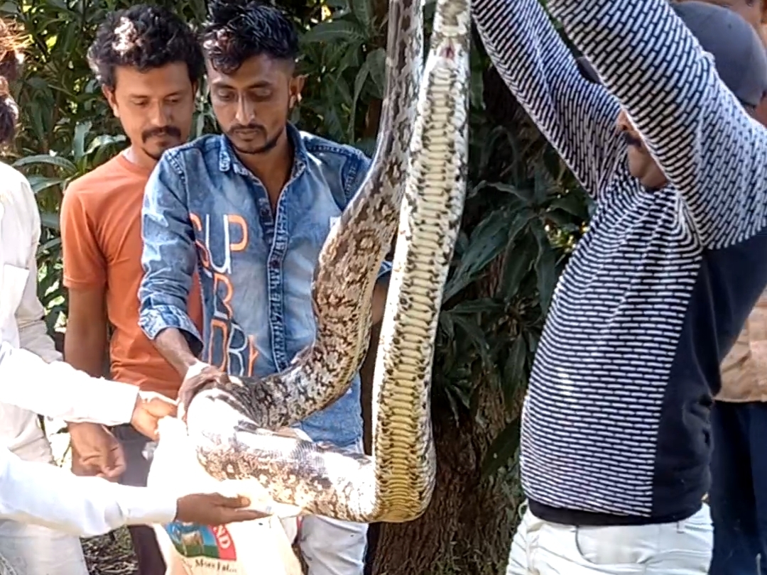 In summer, farmers and laborers face fear when pythons appear while harvesting crops ...