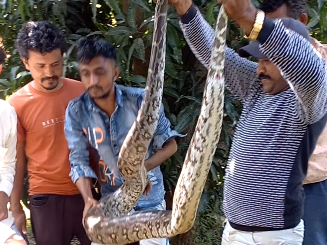 In summer, farmers and laborers face fear when pythons appear while ...