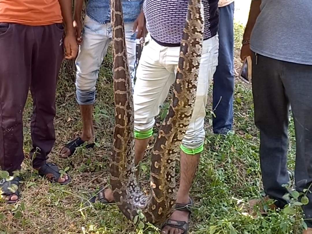 In summer, farmers and laborers face fear when pythons appear while ...