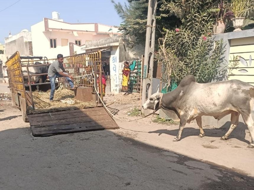 The operation of catching stray cattle started in full swing by ...