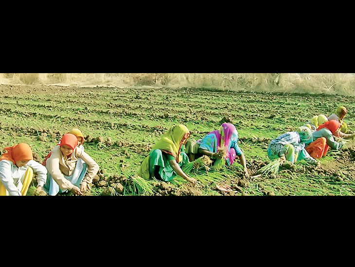 Expecting large production of onion in Talaja | ધરતીપૂત્રોમાં ખુશી ...