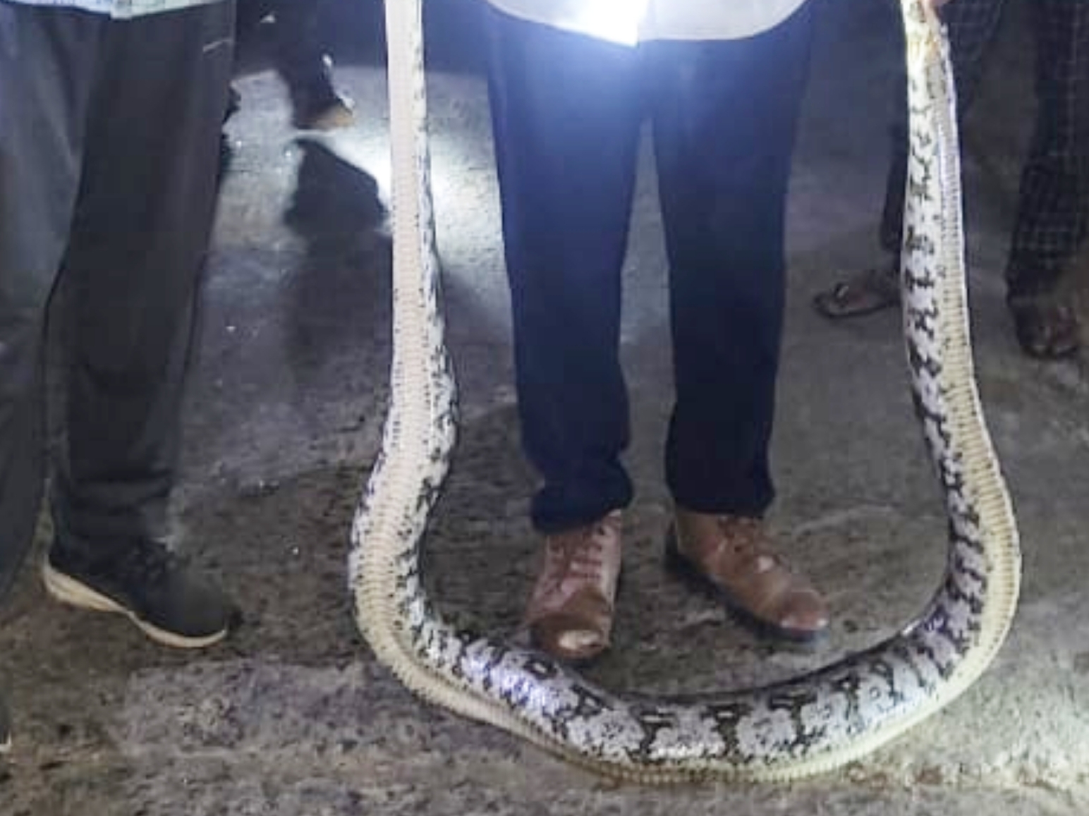 A python came up in the coastal area of Unana Khada village; People ...