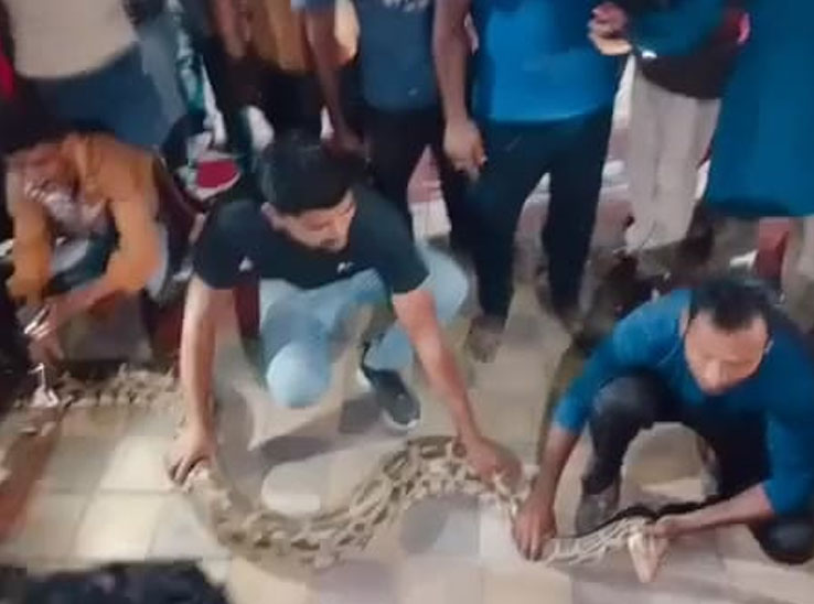 10 feet python rescued from Vapi Damanganga river bank | 10 ફૂટ લાંબો ...