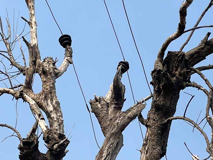 Instead of erecting a power pole in Vankia, electricity wires were tied ...