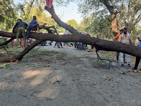The main road from Pavagadh to Ghoghamba saw long queues of vehicles ...