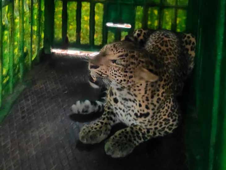 A giant panther was caged in Puna village | ગ્રામજનોને રાહત: પુના ગામે ...