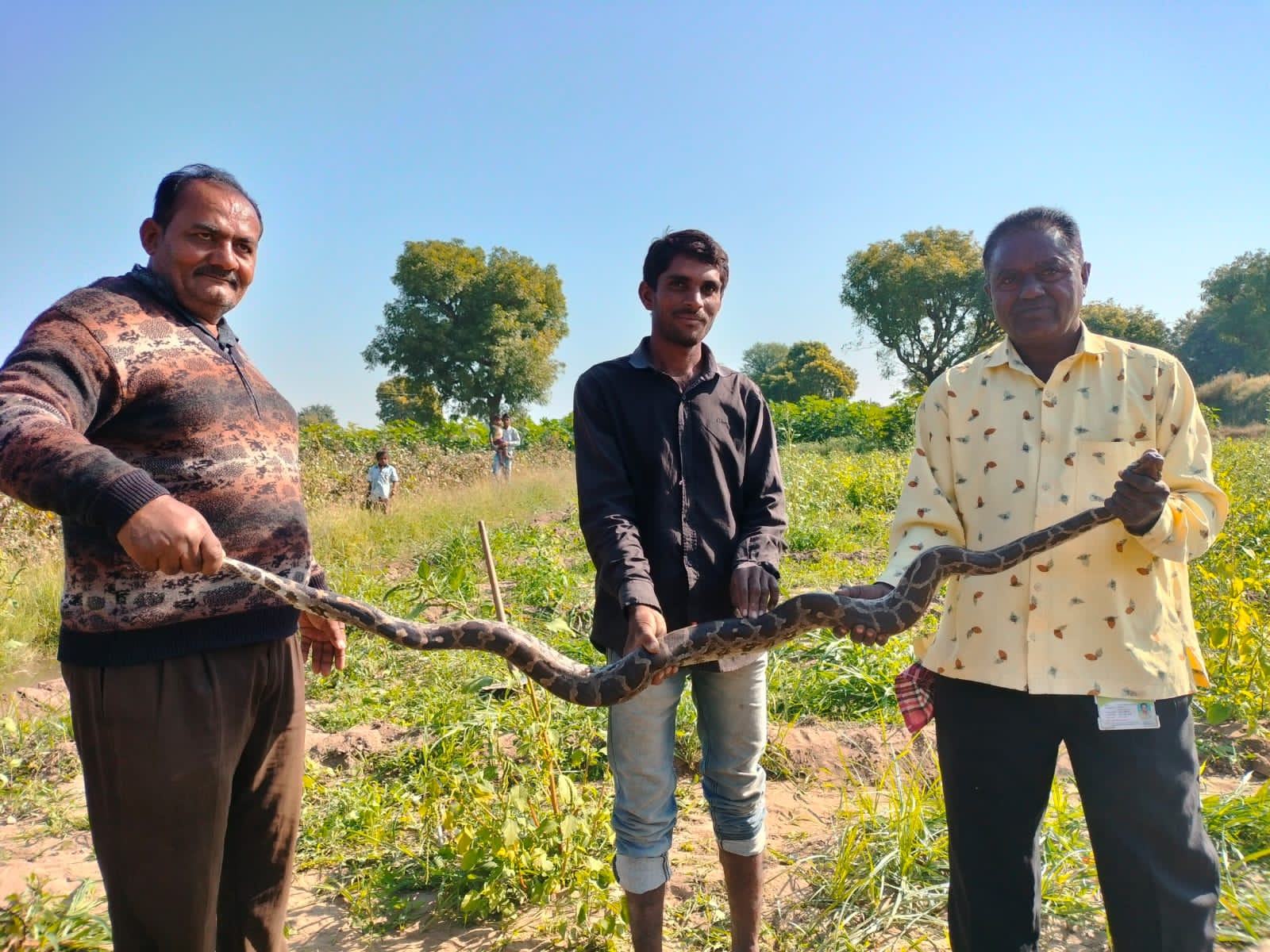 In Chada village of Kheralu, a six feet long python came in the field ...