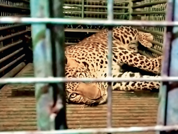 The leopard cage finally arrived late at night from Madhvananda Ashram ...