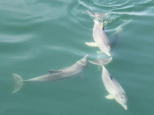 For the first time in Gujarat, the dolphin count will be conducted from 12 to 14 December 2022 ...