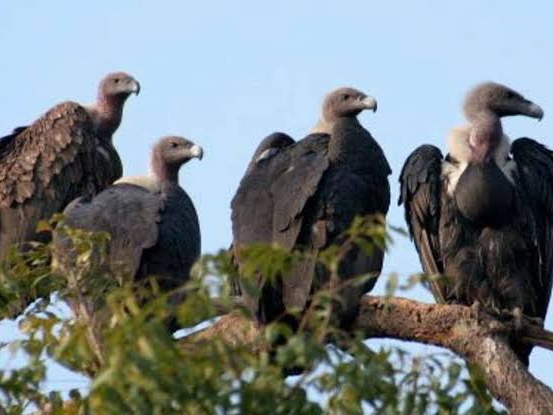 8 vultures were spotted in the Don mountain area of Dang, the bird ...
