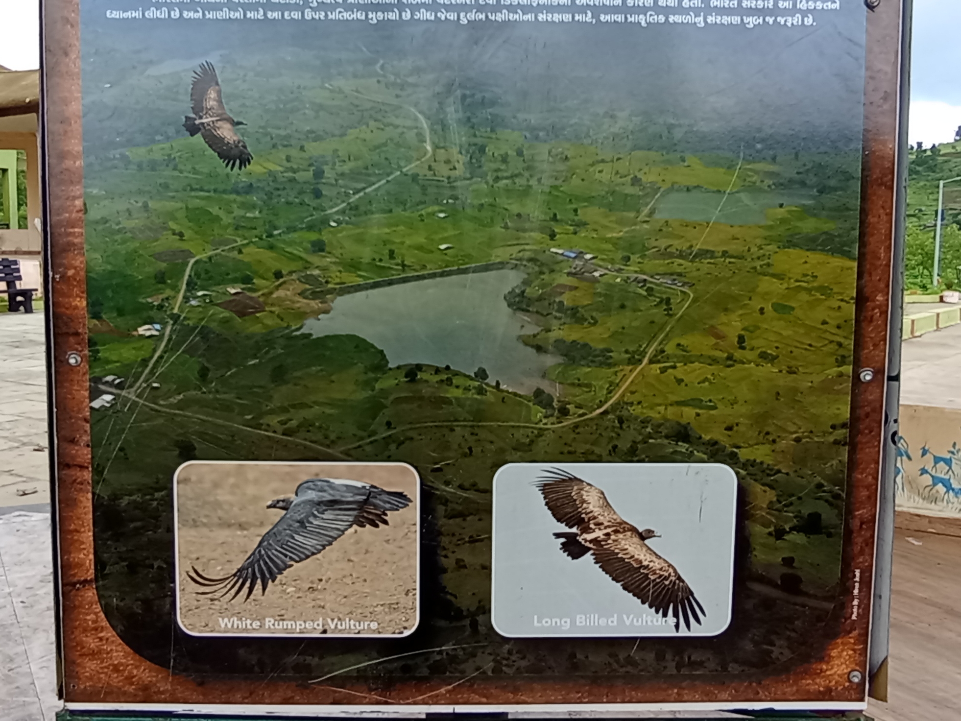 8 vultures were spotted in the Don mountain area of Dang, the bird ...
