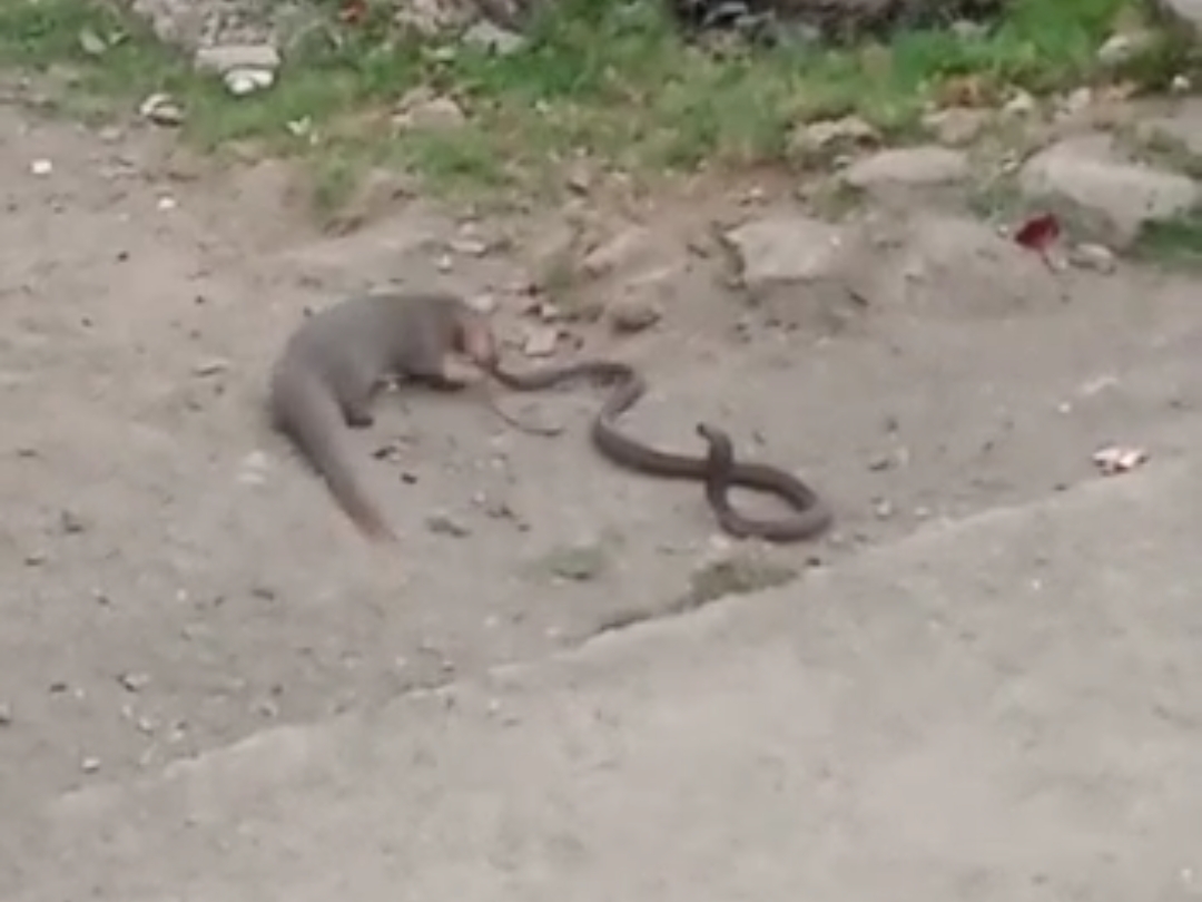 A 15-minute fight between snakes and snakes in Veraval; Both fled as people gathered to watch ...