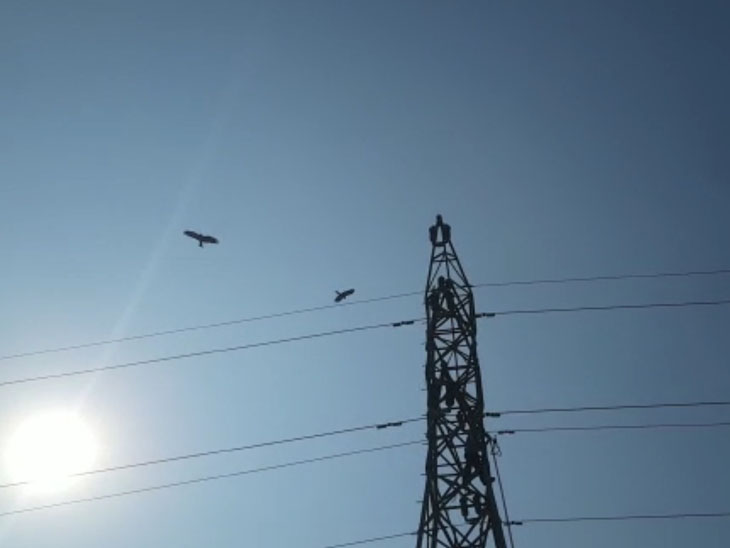 Flares falling on high-tension wire in the beak of a snake, attack by a ...