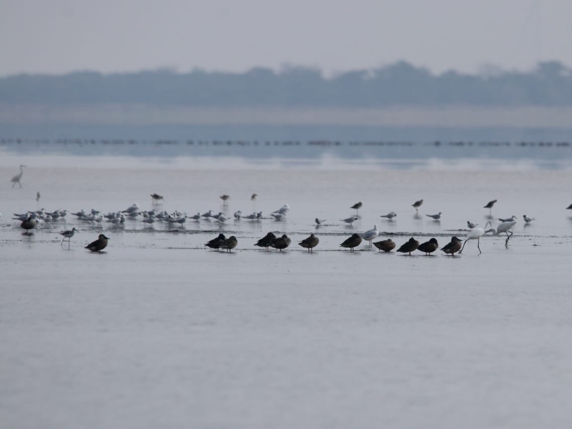 7 thousand 772 different species of birds were recorded in Patan ...