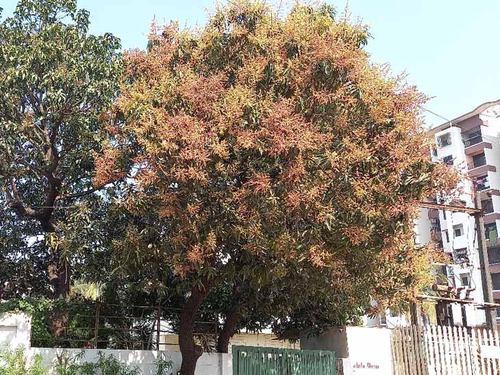 Expecting to get a bumper crop of mangoes in 42 hectares in the ...