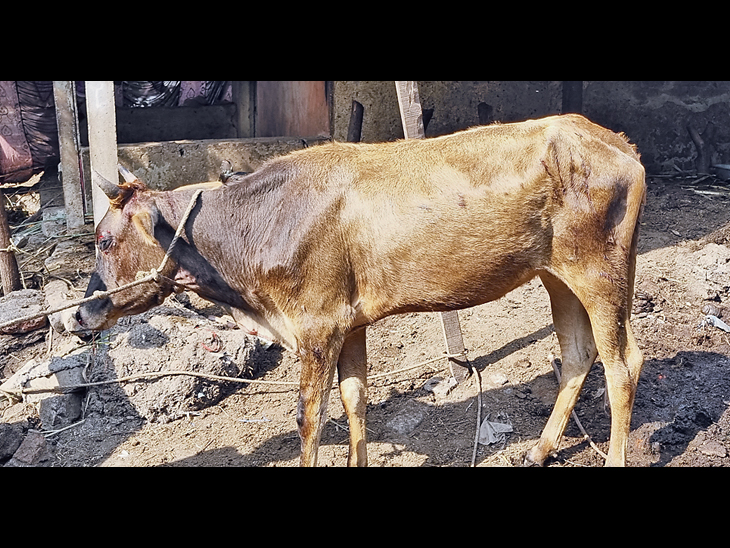 A leopard attacked a calf on a rainy day in Karadi village | લોકોમાં ભય ...