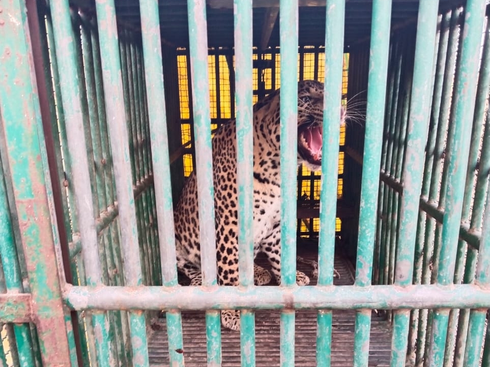 The leopard that spread terror by killing dogs and cattle in Devli Wadi ...