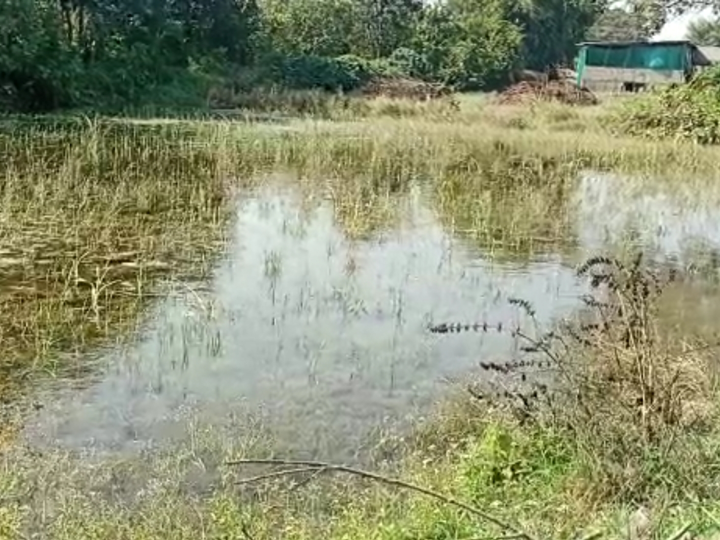 Canal leakage of Mazoom Dam in Modasa entered the farm; If the canal is ...