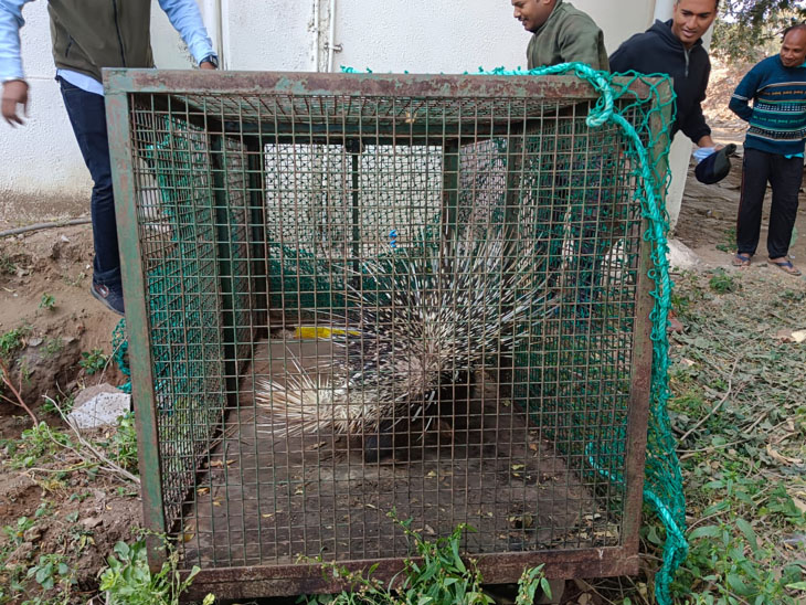 In Gandhinagar Sector-12, panic among people coming to Shahudi in a ...