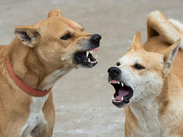 4 times more cases of dog bites than dengue, malaria in last 4 months ...
