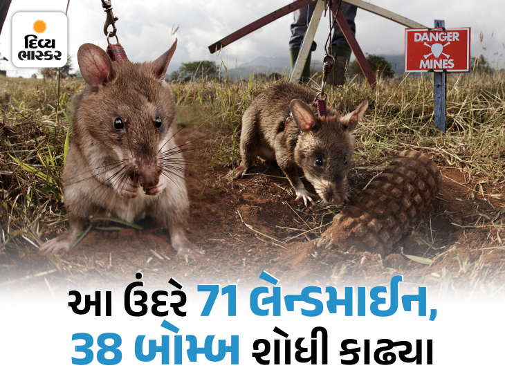 'Magawa' saved thousands of lives with his ability to smell, got a gold ...