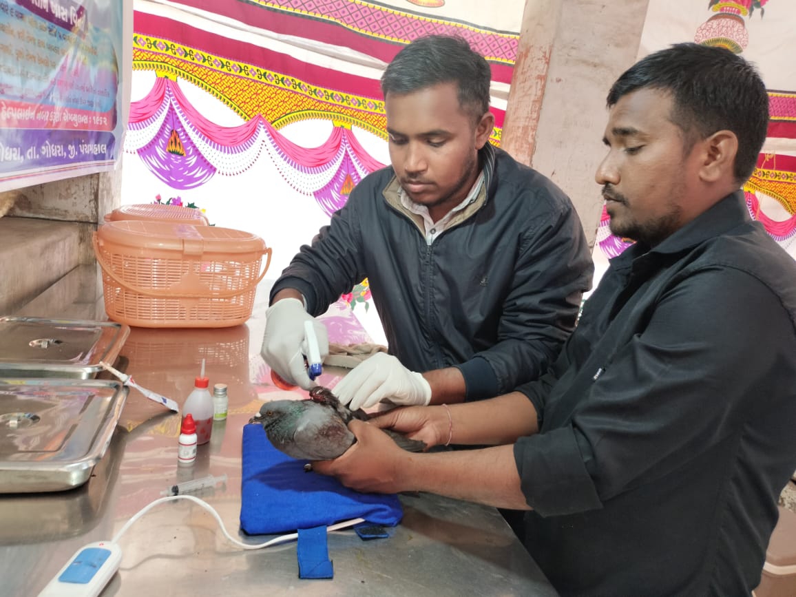 As many as 61 animals and birds were rescued under Karuna Abhiyan in ...