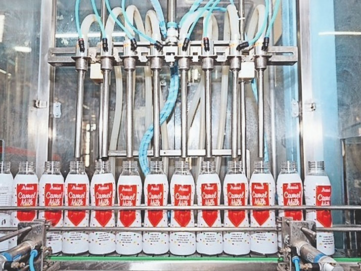 Kutch gets success in deodorizing camel milk, Chandrani village first ...