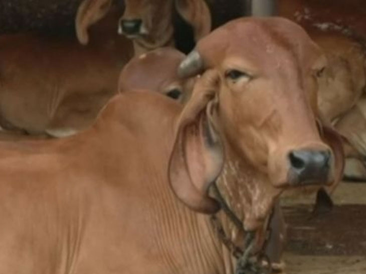 In Kutch, 9.72 lakh milch cattle of the cow-buffalo breed got ...
