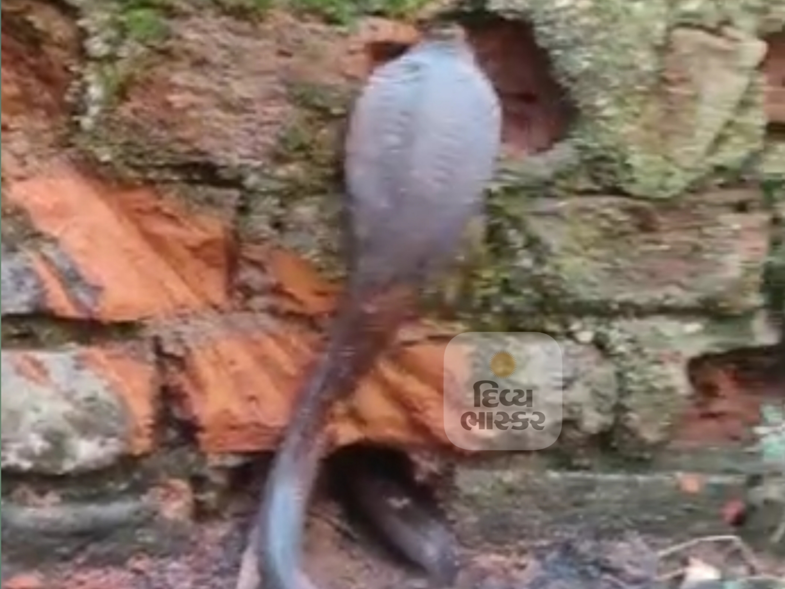 A highly venomous cobra snake entered a cow shed in Kaslavati village ...