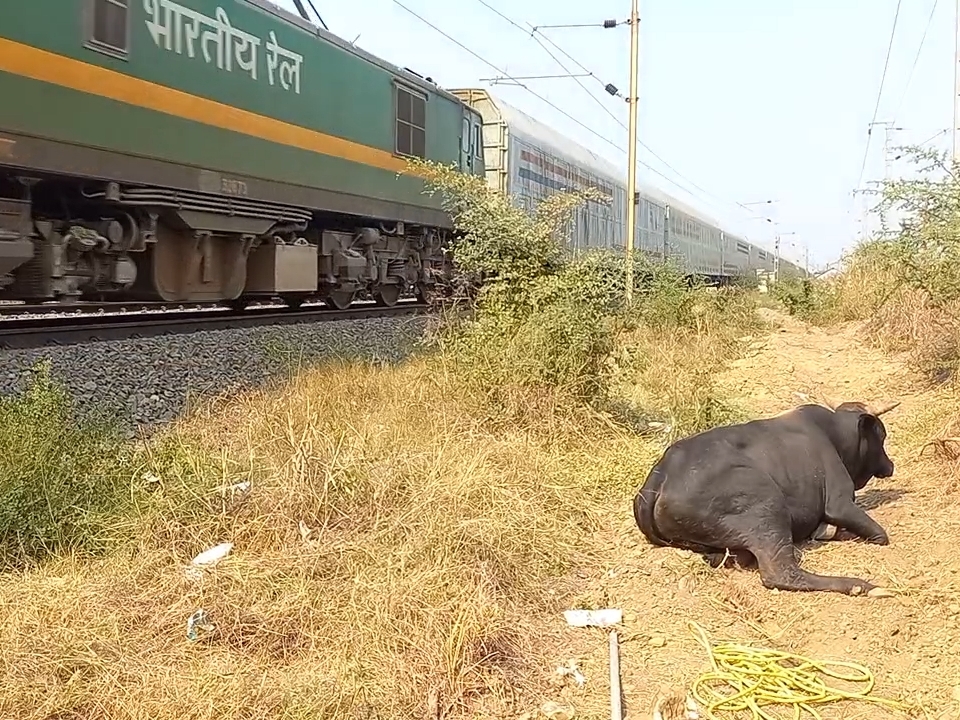 2 cows were hit by a train near Atul railway station near Valsad, both ...