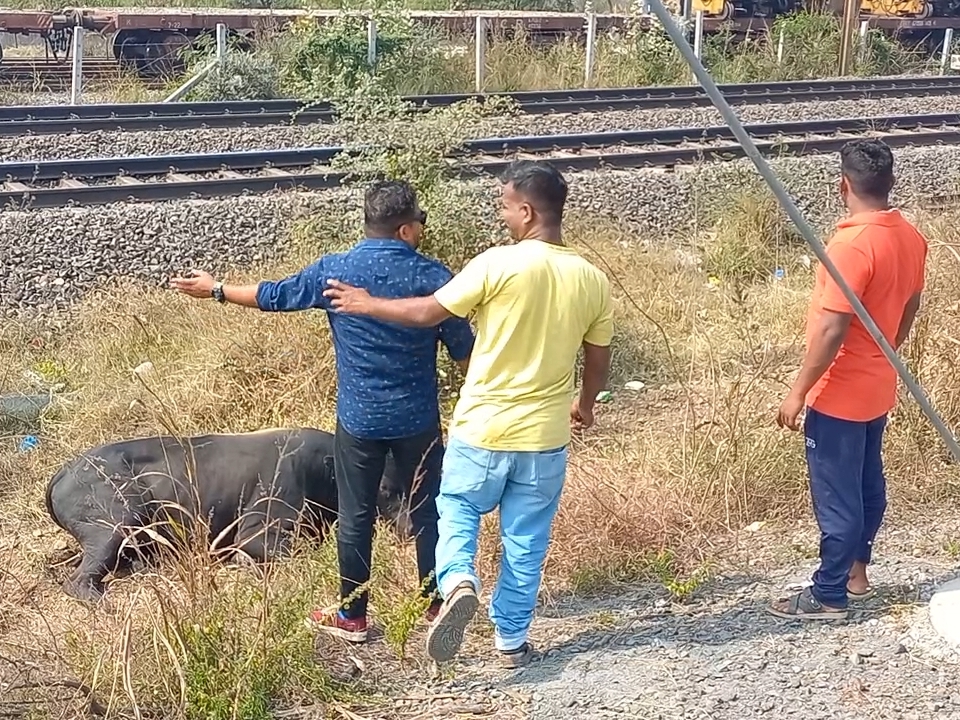 2 cows were hit by a train near Atul railway station near Valsad, both ...