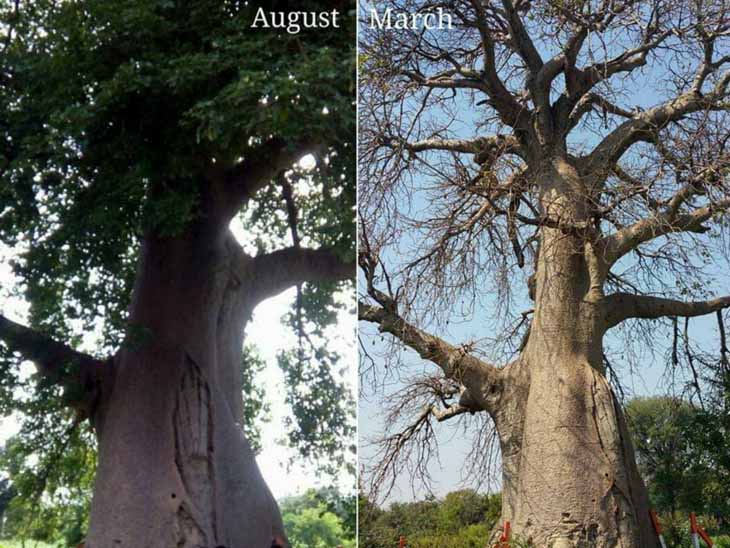 Not only the language, the dialect or the birds, even the trees ...