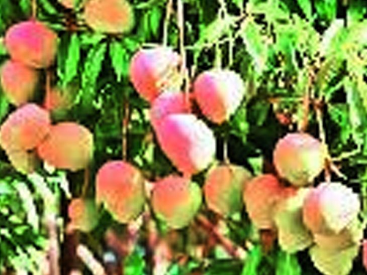 Mangoes including Valsadi Hafoos-Saffron now very easy to send abroad ...