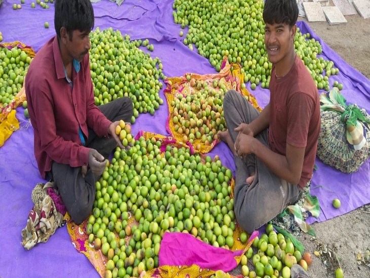In Gohilwad, farmers who cook 'Boar' face problems of not getting ...