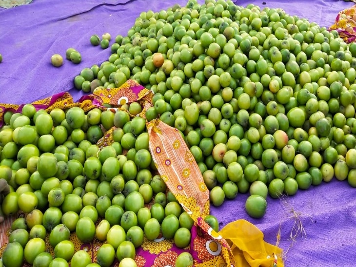 In Gohilwad, farmers who cook 'Boar' face problems of not getting ...