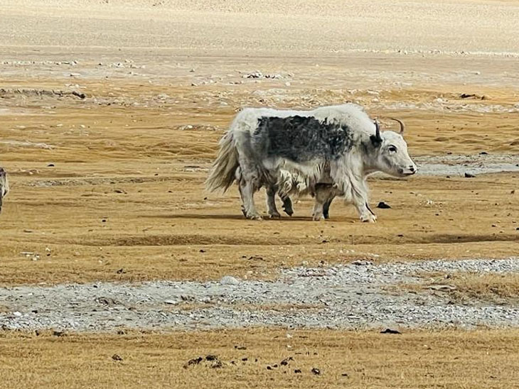 Leh's white yak tail chamar will remain in the sanctum sanctorum of Ma ...