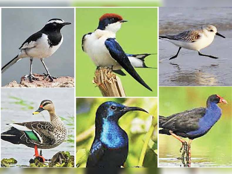 A. Notes on 149 bird species at dams in Maharashtra