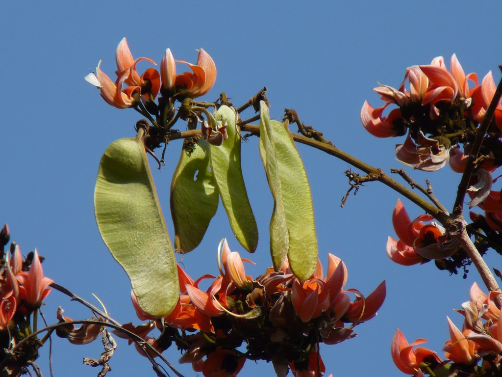 વસંતના આગમન ટાણે ચારે બાજુ હાલ કેસુડો પૂરબહારમાં ખીલી ઉઠયો; આયુર્વેદમાં ...