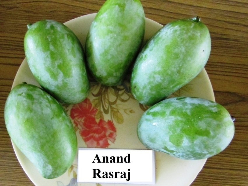 'Anand Rasraj', a new variety of mango developed by Anand Agricultural ...