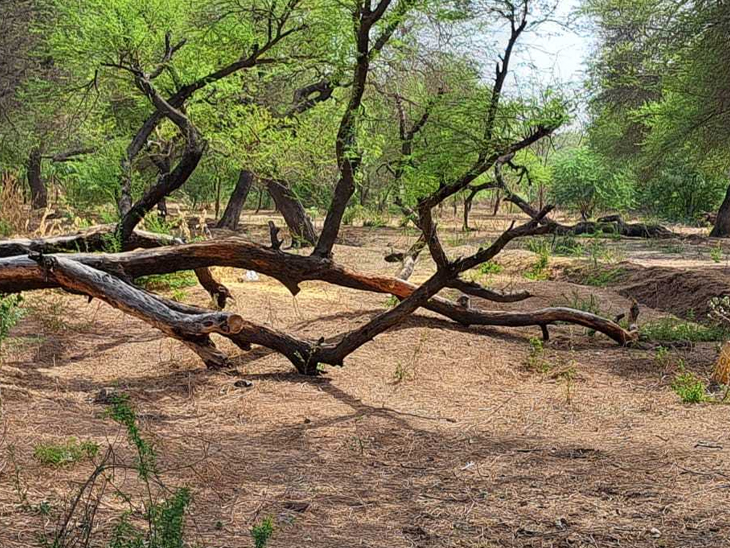 Bharuch's February temperature increased by 2 degrees in 10 years