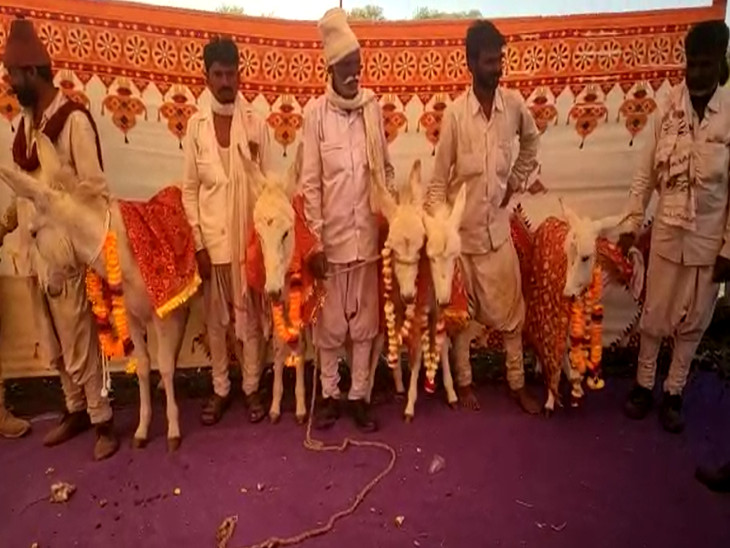 Beauty, Immunity and Anti-Aging Donkey's Milk Highly Effective ...