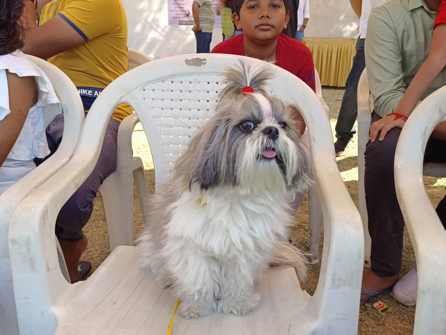 A dog show held in Navsari saw 32 dogs of different breeds, the owner ...
