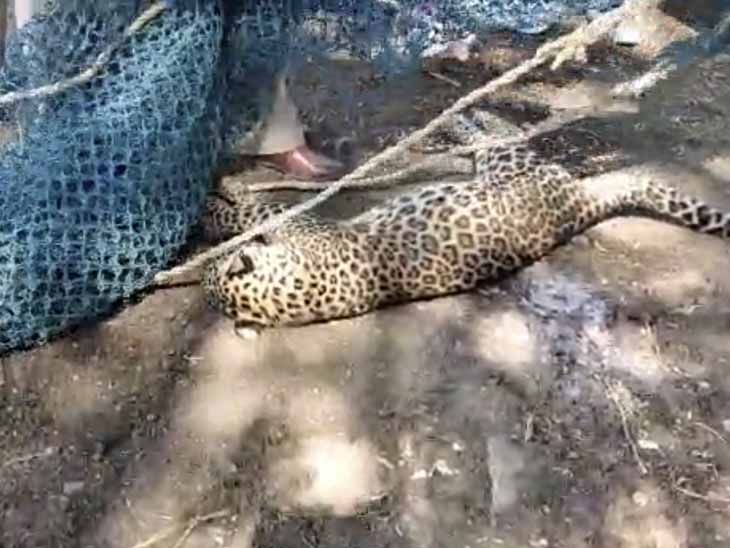 સીમળી ગામના ખેતરમાં તારમાં ફસાઇ જતાં દીપડાના બચ્ચાનું મોત | A leopard ...