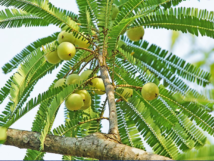 By worshiping the Ambala tree on this day | શુક્રવારે આંબળા એકાદશી: આ ...